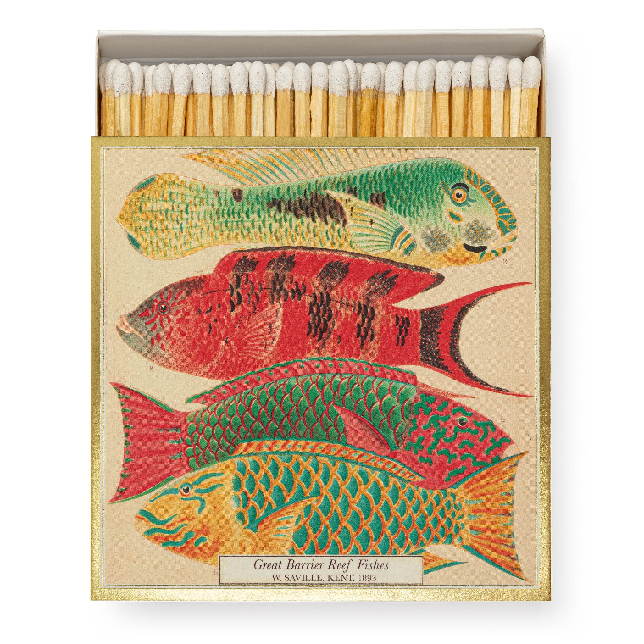 Natural History Museum Fish Luxury Matchbox – House of AnLi